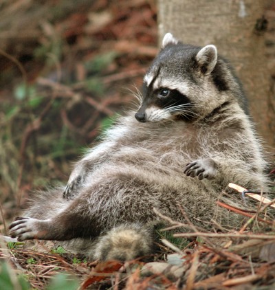 FAT raccoon – Port Ludlow Art League